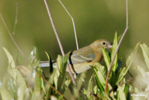 Lazuli Bunting - ID, Facts, Diet, Habit & More | Birdzilla
