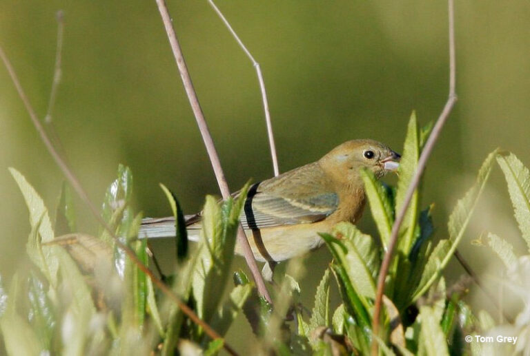 Lazuli Bunting - ID, Facts, Diet, Habit & More | Birdzilla