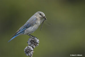 Bluebird Symbolism & Meaning - Everything We Know