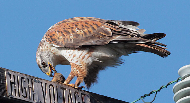 Ferruginous Hawk - ID, Facts, Diet, Habit & More | Birdzilla