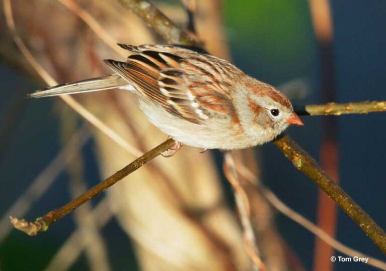 Field Sparrow - ID, Facts, Diet, Habit & More | Birdzilla