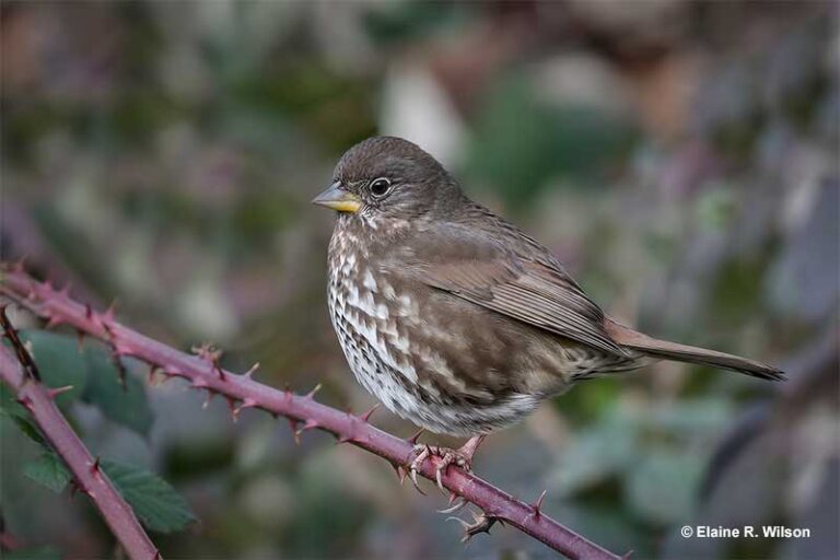 Fox Sparrow - ID, Facts, Diet, Habit & More | Birdzilla