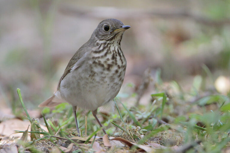 Veery - ID, Facts, Diet, Habit & More | Birdzilla
