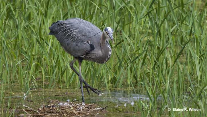 Great Blue Heron - ID, Facts, Diet, Habit & More | Birdzilla