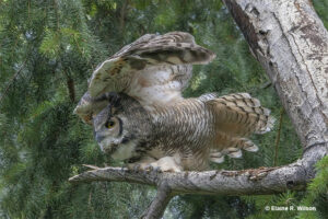 Great Horned Owl - ID, Facts, Diet, Habit & More | Birdzilla