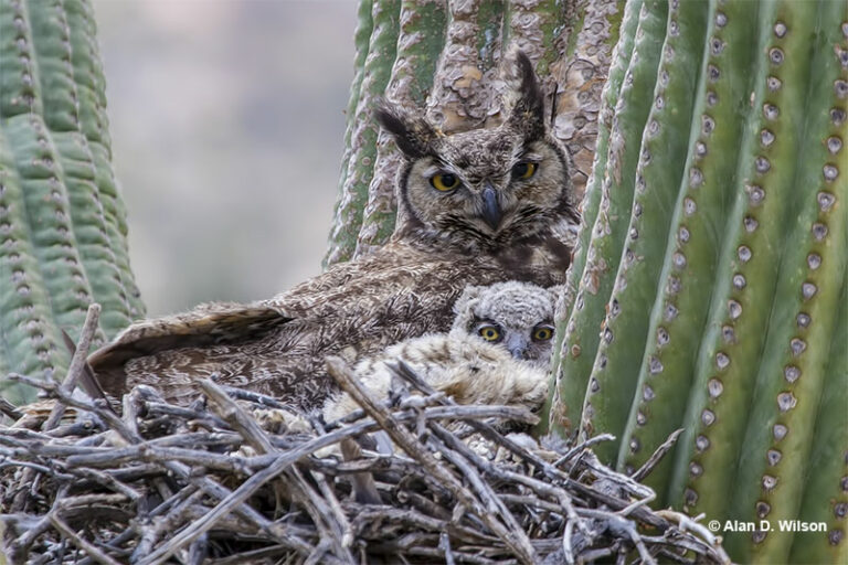 Where Do Owls Build Their Nests & Are They Safe?