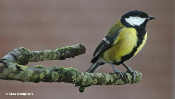 Tit Species In The U S And Common Eurasian Species