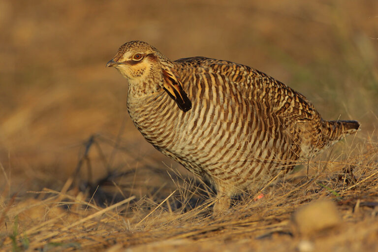 Greater Prairie-Chicken - ID, Facts, Diet, Habit & More | Birdzilla