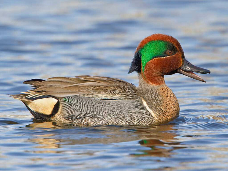 Green-winged Teal - ID, Facts, Diet, Habit & More | Birdzilla