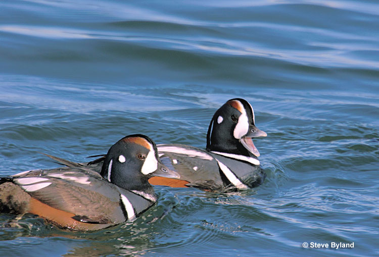 Alaska Ducks – TOP 15 Species To Spot & How To ID Them