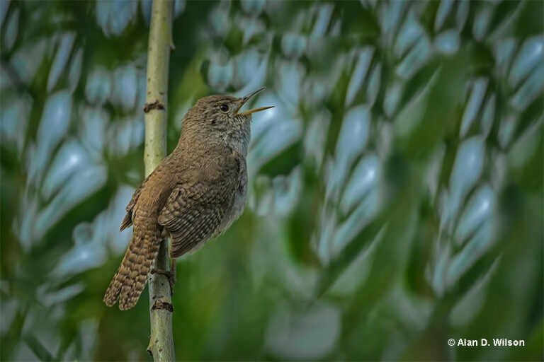 House Wren - ID, Facts, Diet, Habit & More | Birdzilla