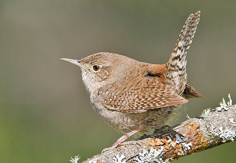 South Carolina State Bird - Get To Know The Carolina Wren