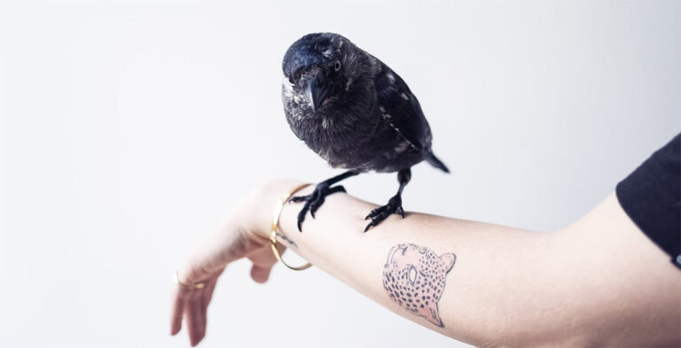How To Befriend Crows? (And Should You?) | Birdzilla