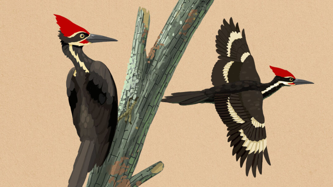 Ivory-billed Woodpecker (Extinct?) | ID, Facts, Diet, Habit & More