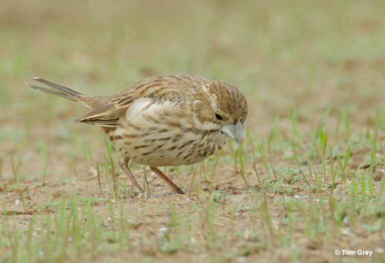 What is the State Bird of Colorado? Pictures & Facts