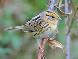 36 Types Of Sparrows In The U.S. – Your Complete ID Guide