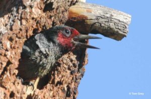 Lewis's Woodpecker - ID, Facts, Diet, Habit & More | Birdzilla