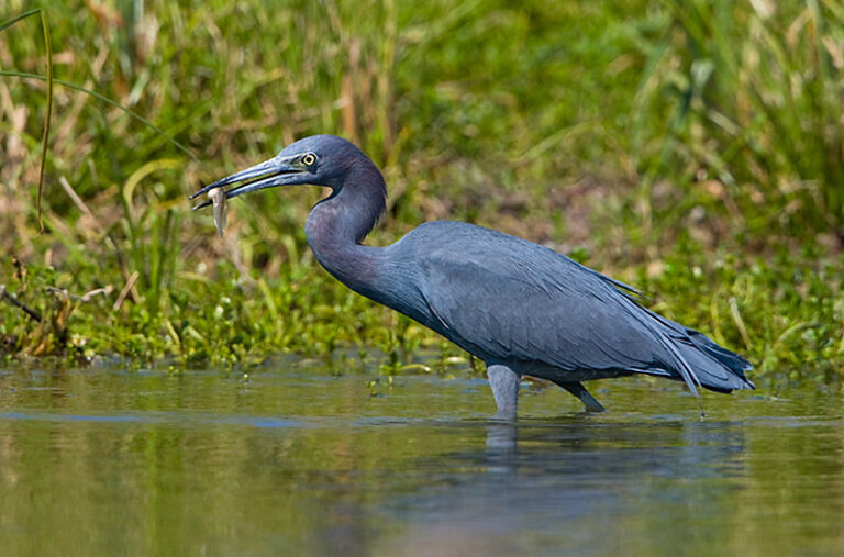 The Anatomy Of Birds: Anatomical Differences & Features