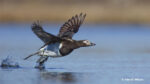 Warm-Blooded Or Cold-Blooded: The Truth About Birds