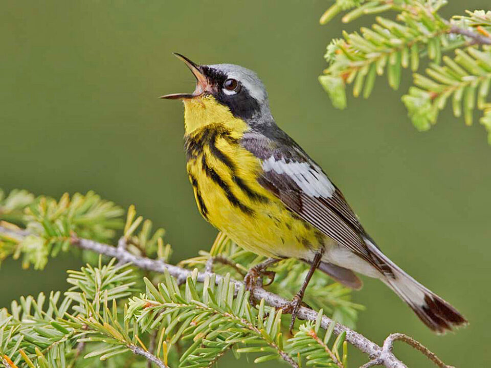 Magnolia Warbler - ID, Facts, Diet, Habit & More | Birdzilla