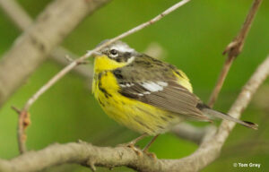 Magnolia Warbler - ID, Facts, Diet, Habit & More | Birdzilla
