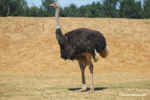 Emu vs Ostrich – Main Differences Between The Flightless Birds
