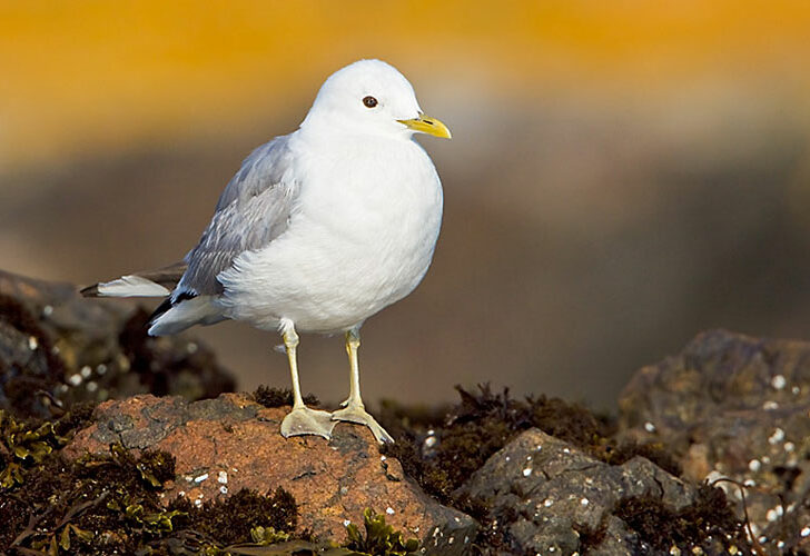 The Symbolism Around Seagulls: Are They Good Omens?