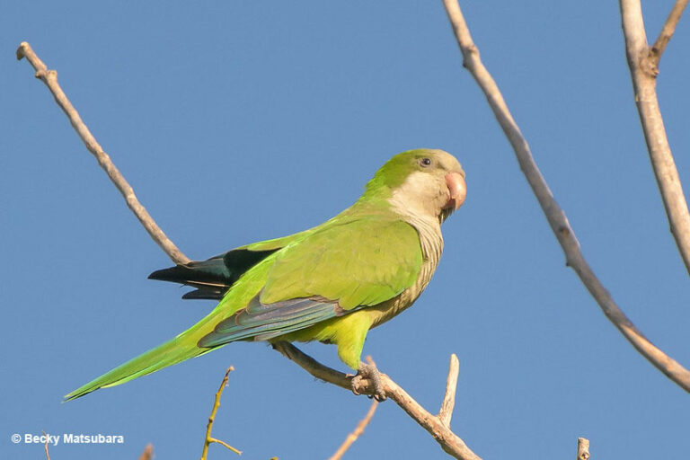 10 Birds That Have Become Invasive In The U.S.