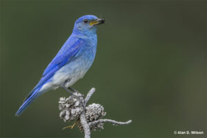 Let's Learn More About The Nevada State Bird. (In-Depth ID Guide)