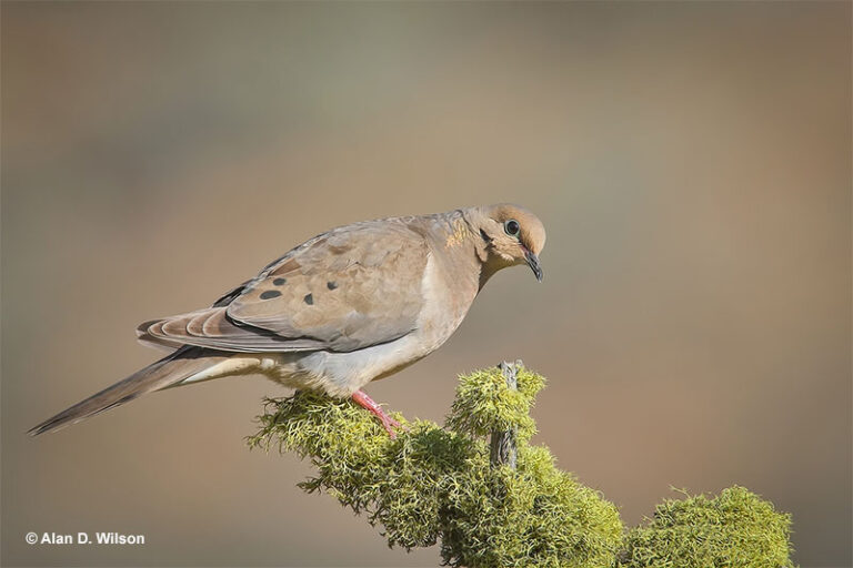 Mourning Dove - ID, Facts, Diet, Habit & More | Birdzilla