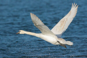 Mute Swan - ID, Facts, Diet, Habit & More | Birdzilla