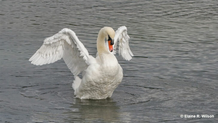 Mute Swan - ID, Facts, Diet, Habit & More | Birdzilla