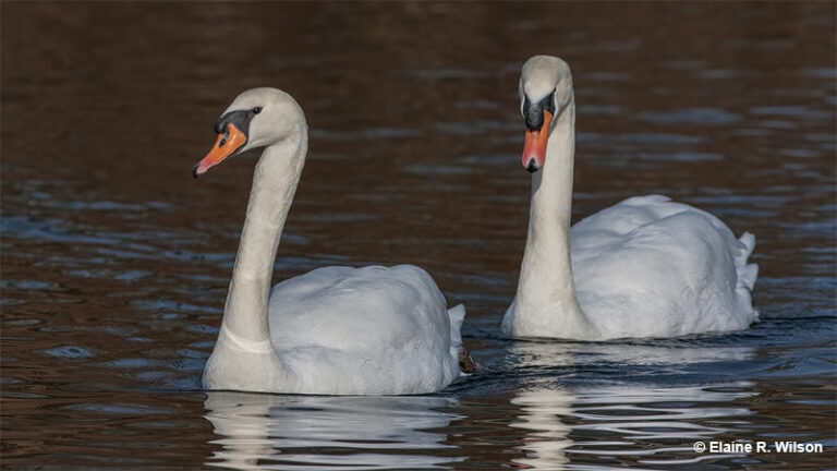 Trumpeter Swan - ID, Facts, Diet, Habit & More | Birdzilla