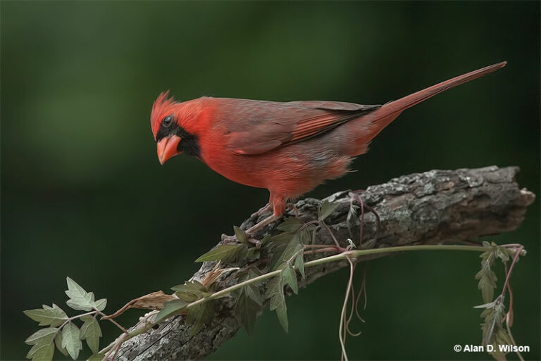 Birds of Illinois – 30 Most Common Birds of the Prairie State