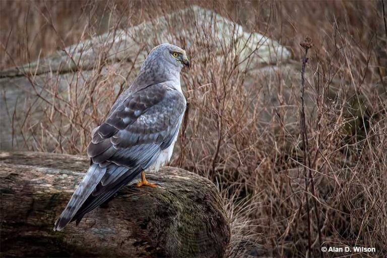 Northern Harrier - ID, Facts, Diet, Habit & More | Birdzilla