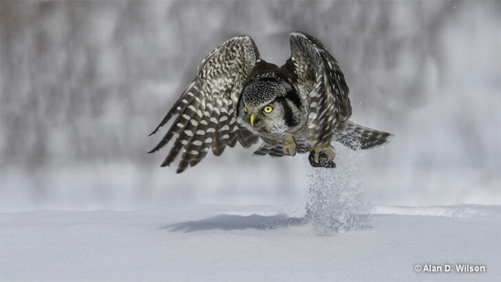 The 23 Types of Owls in U.S (Incl. Vagrant & Rare)