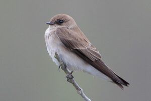 Tree Swallow - ID, Facts, Diet, Habit & More | Birdzilla