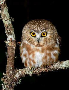 Northern Saw-whet Owl - ID, Facts, Diet, Habit & More | Birdzilla