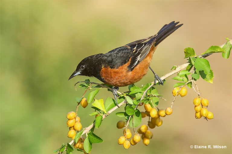 Orchard Oriole - ID, Facts, Diet, Habit & More | Birdzilla