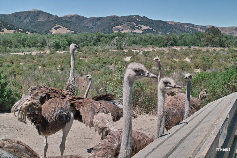 Emu vs Ostrich – Main Differences Between The Flightless Birds