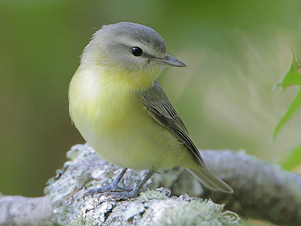 Birds That Start With P: 30 Birds & How They Got Their Names