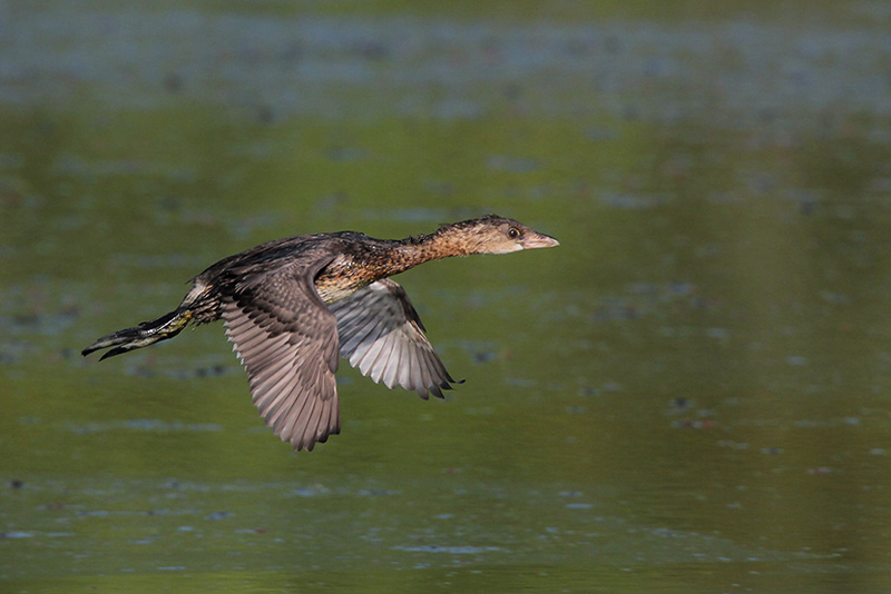 Birds That Start With P: 30 Birds & How They Got Their Names