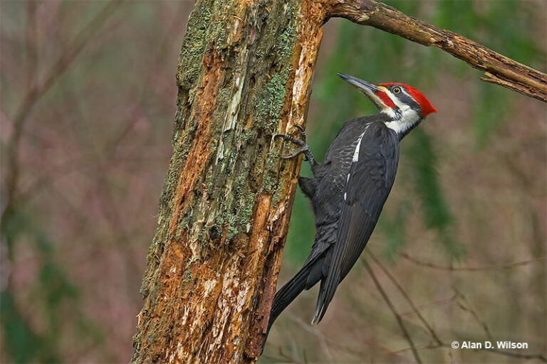 Pileated Woodpecker - ID, Facts, Habits & More | Birdzilla