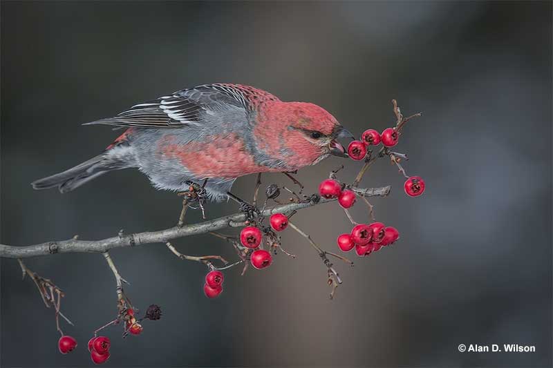 Birds That Start With P: 30 Birds & How They Got Their Names