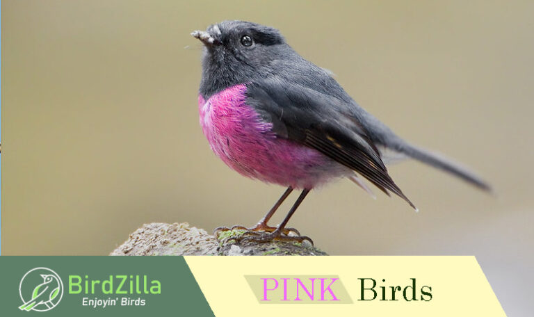 12 Pink Birds That You Can Actually See [Worldwide Species]