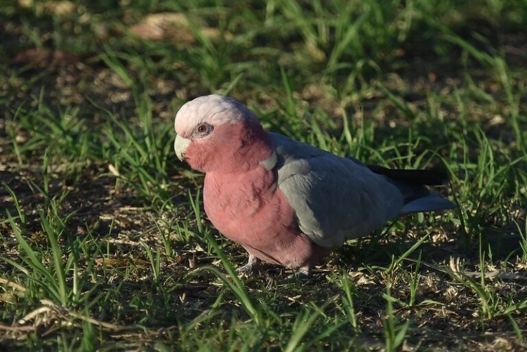 12 Pink Birds That You Can Actually See [Worldwide Species]
