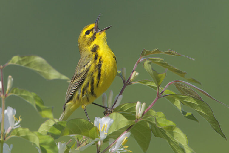 Reasons Behind Singing: Why Do Birds Sing & What It Means
