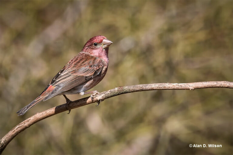 Types of Finches – 17 Common Finch Species In The U.S.