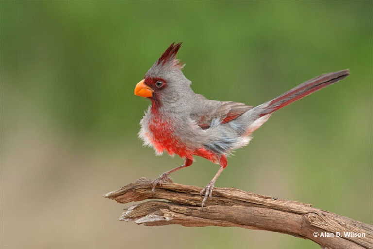 Types of Cardinals: The Cardinal Family And Their Relatives