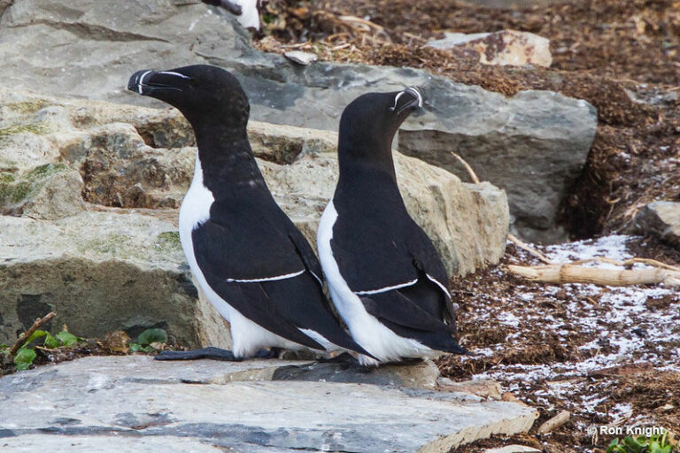 Razorbill - ID, Facts, Diet, Habit & More | Birdzilla